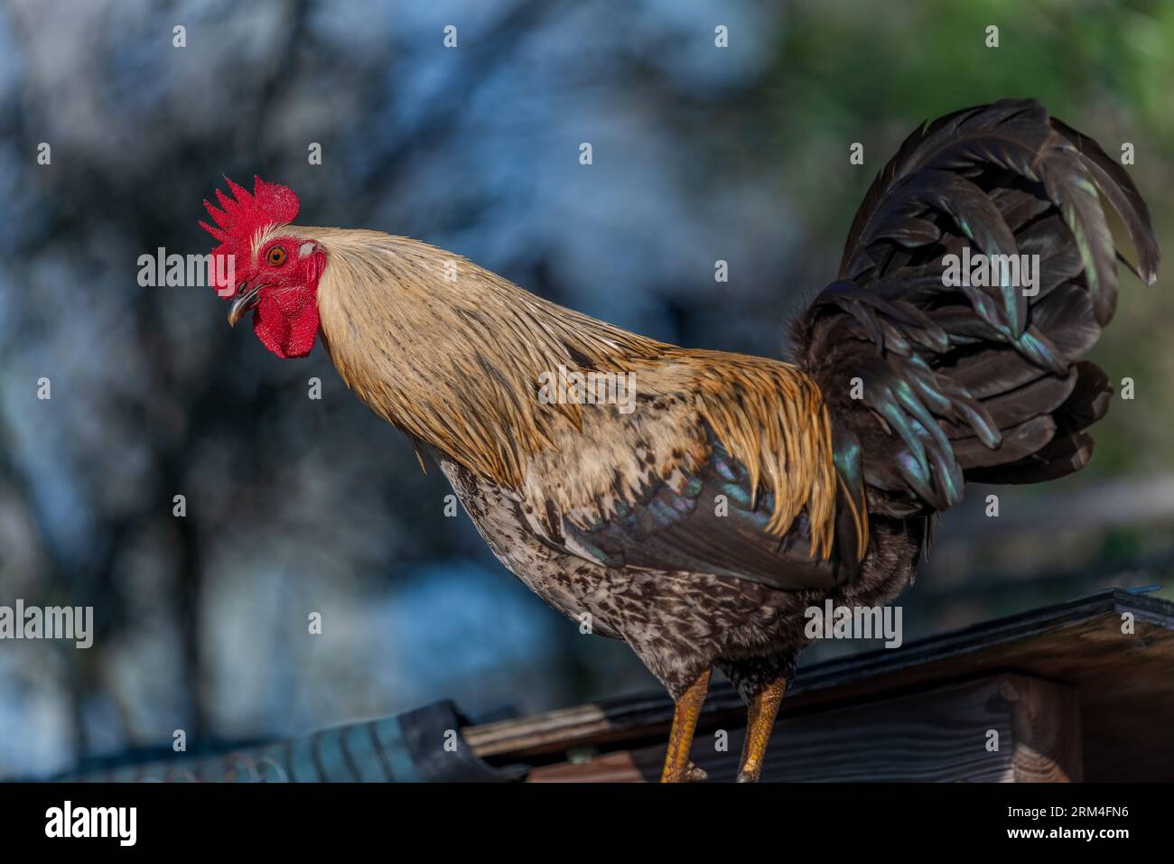 Hen displays hi-res stock photography and images - Alamy