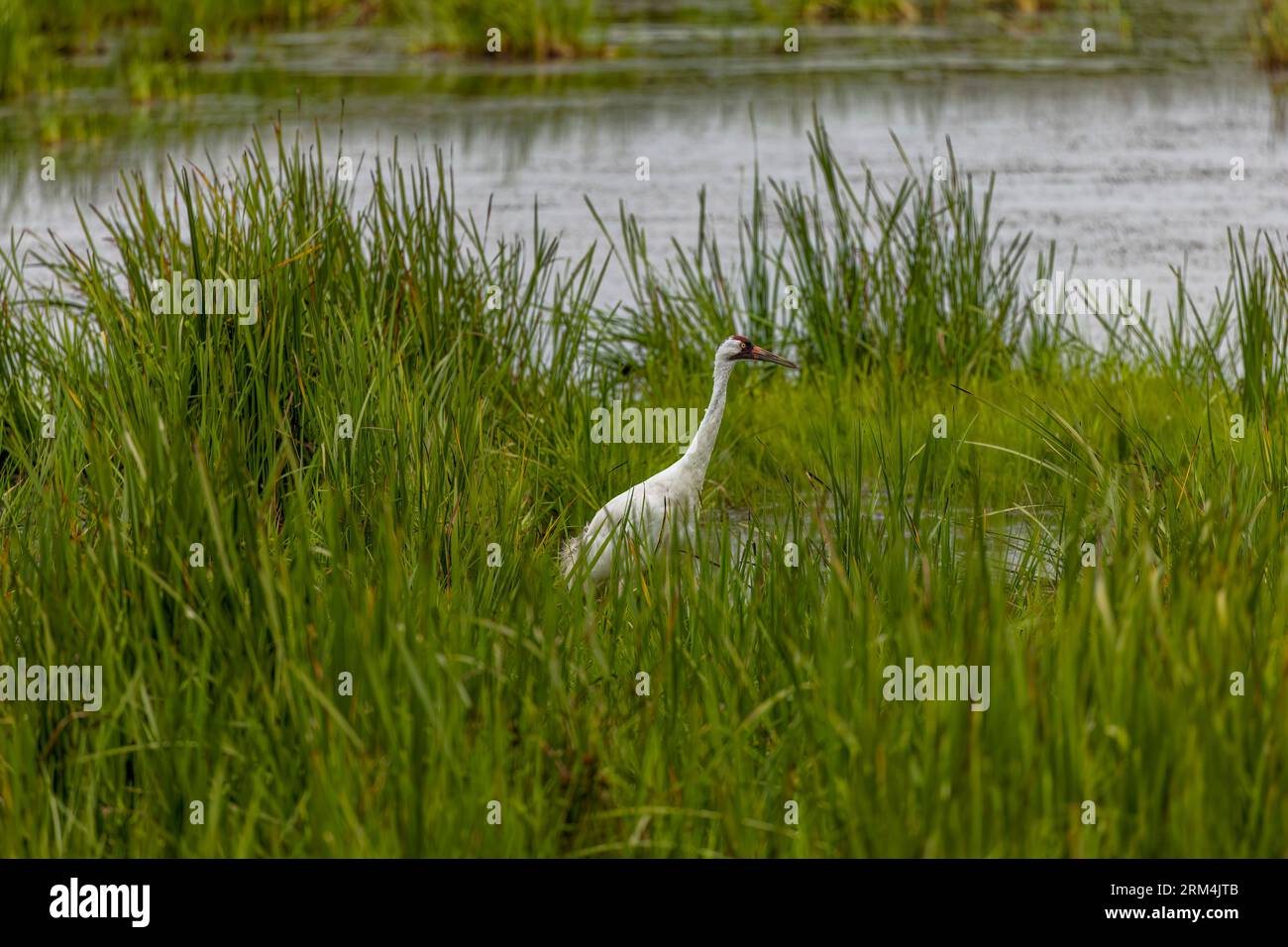The whooping crane (Grus americana) in the Marsh. Native, rare the ...
