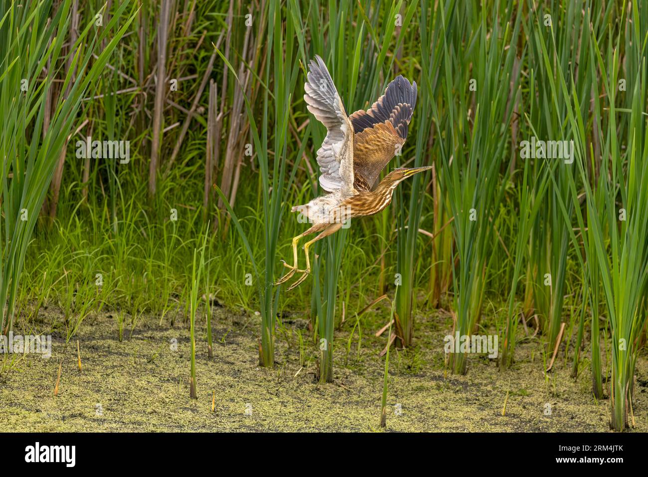 The American bittern (Botaurus lentiginosus).The young bird flying away ...