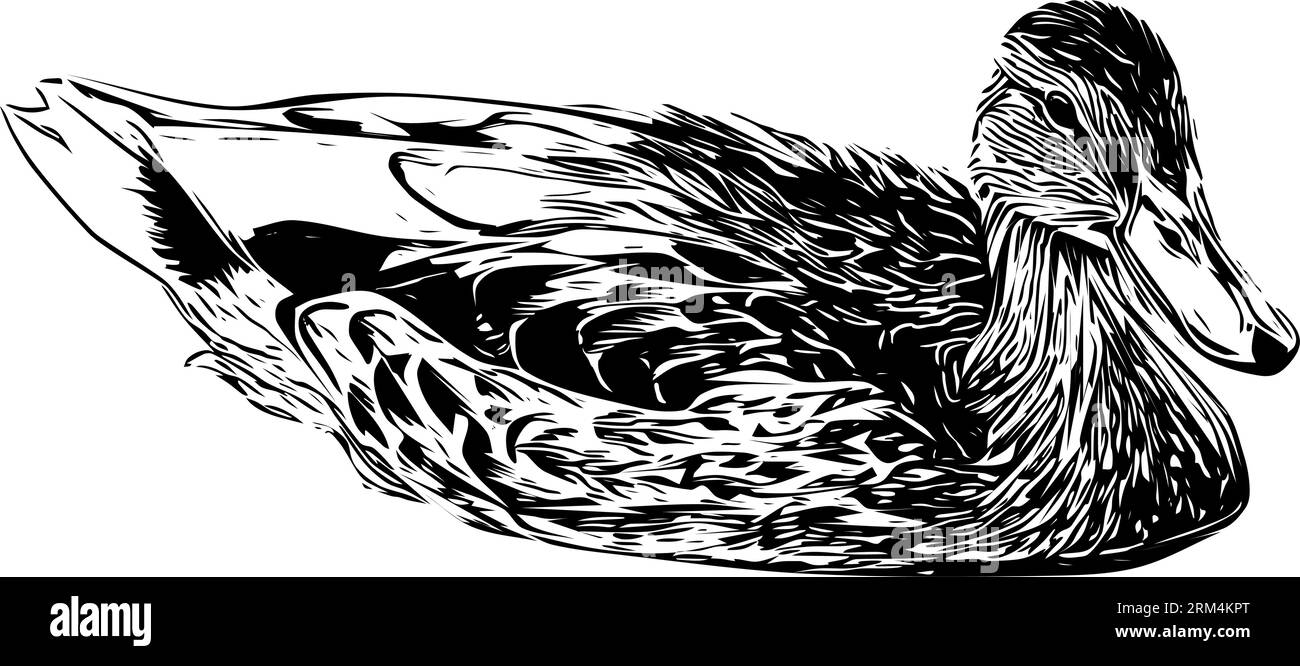 Realistic sketch of a female mallard duck Stock Vector Image & Art - Alamy