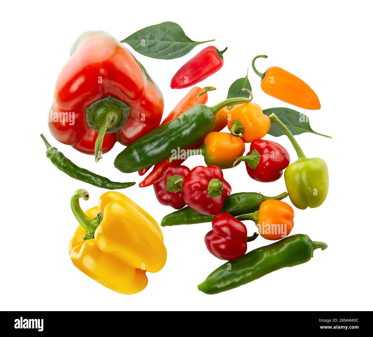 Assorted plant varieties hi-res stock photography and images - Alamy