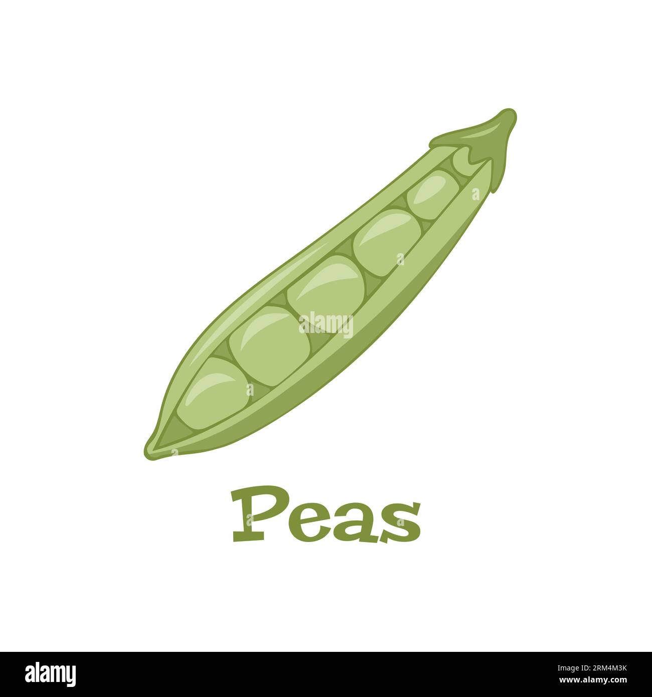 Green pea Vector image. Isolate on a white background. Element for ...