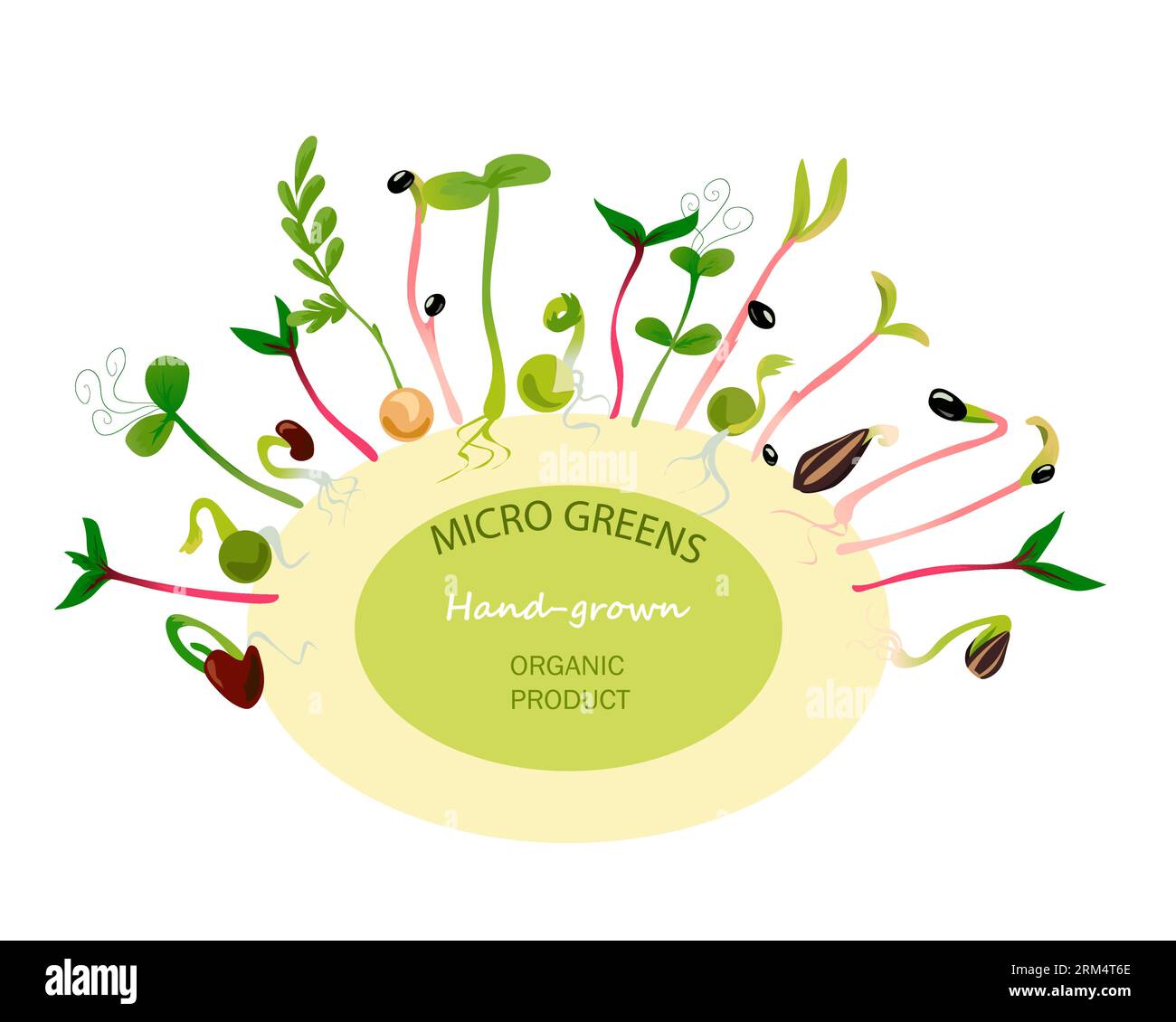 Microgreen farm Stock Vector Images - Alamy