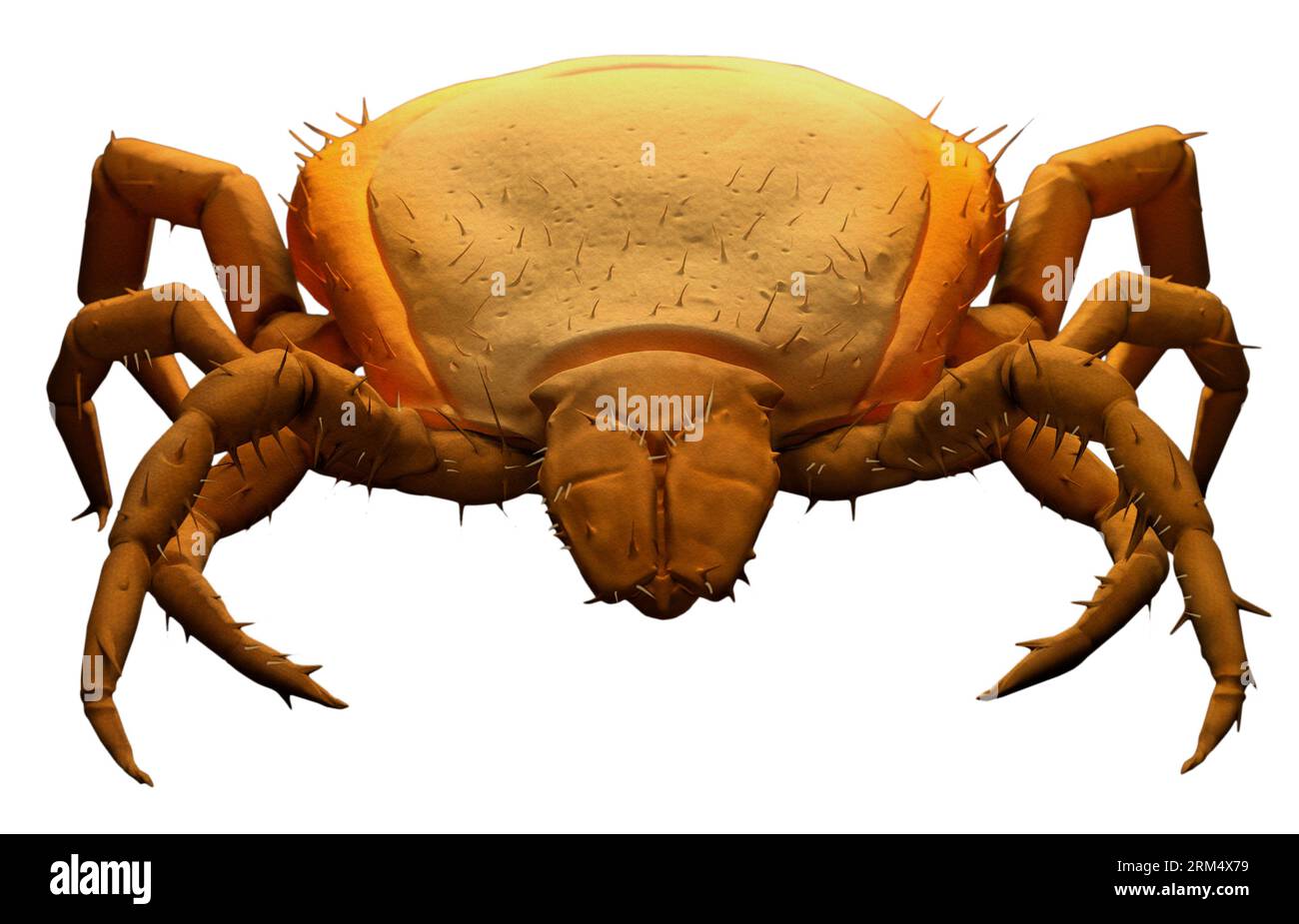 3D illustration of a detailed tick: SEM Electron Microscope CGI Replica ...