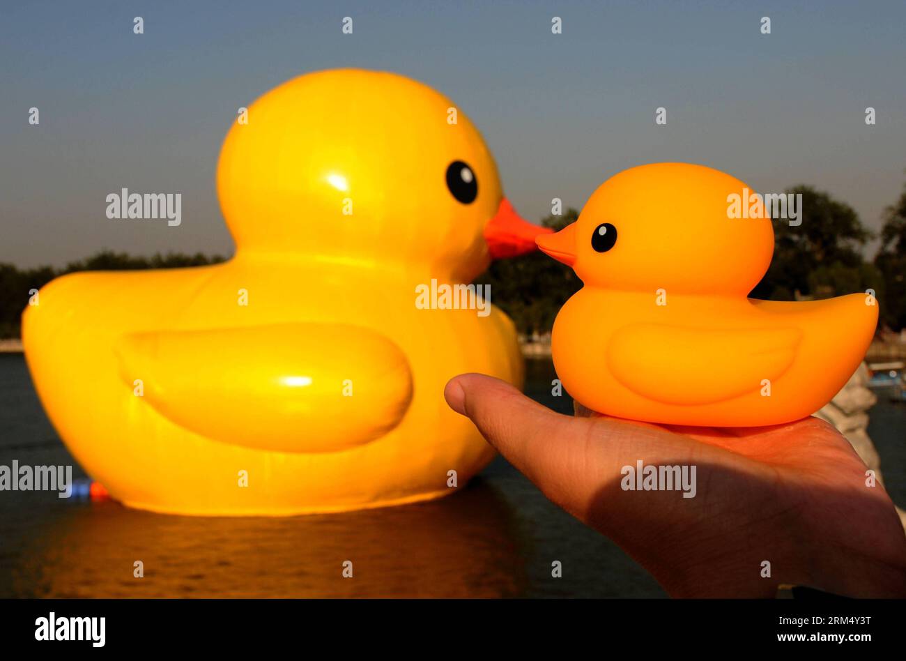 Rubber duck display hi-res stock photography and images - Alamy