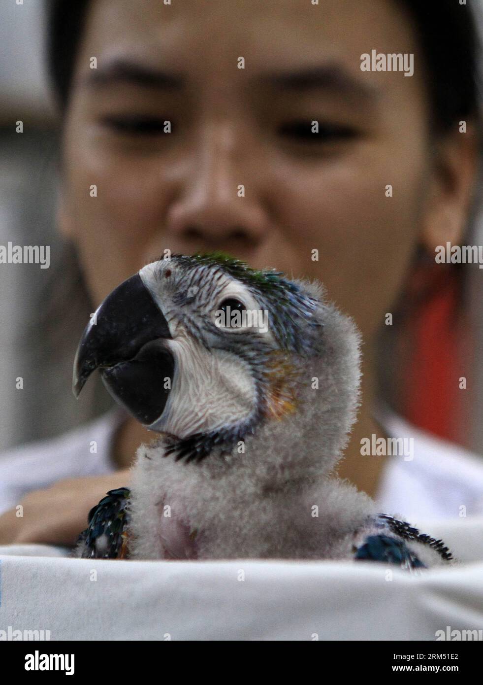 Macaw breeding center hi-res stock photography and images - Alamy