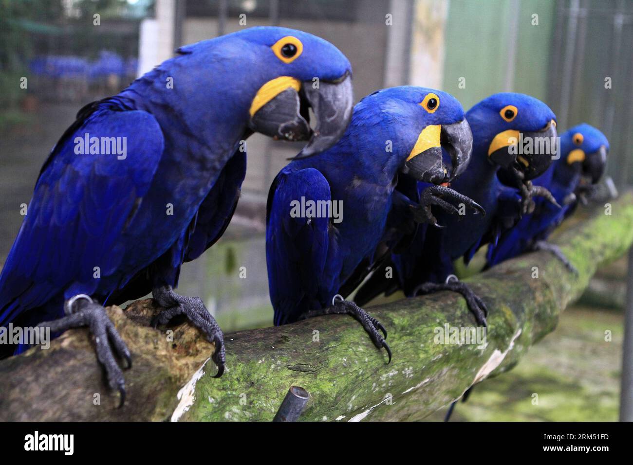Macaw breeding center hi-res stock photography and images - Alamy