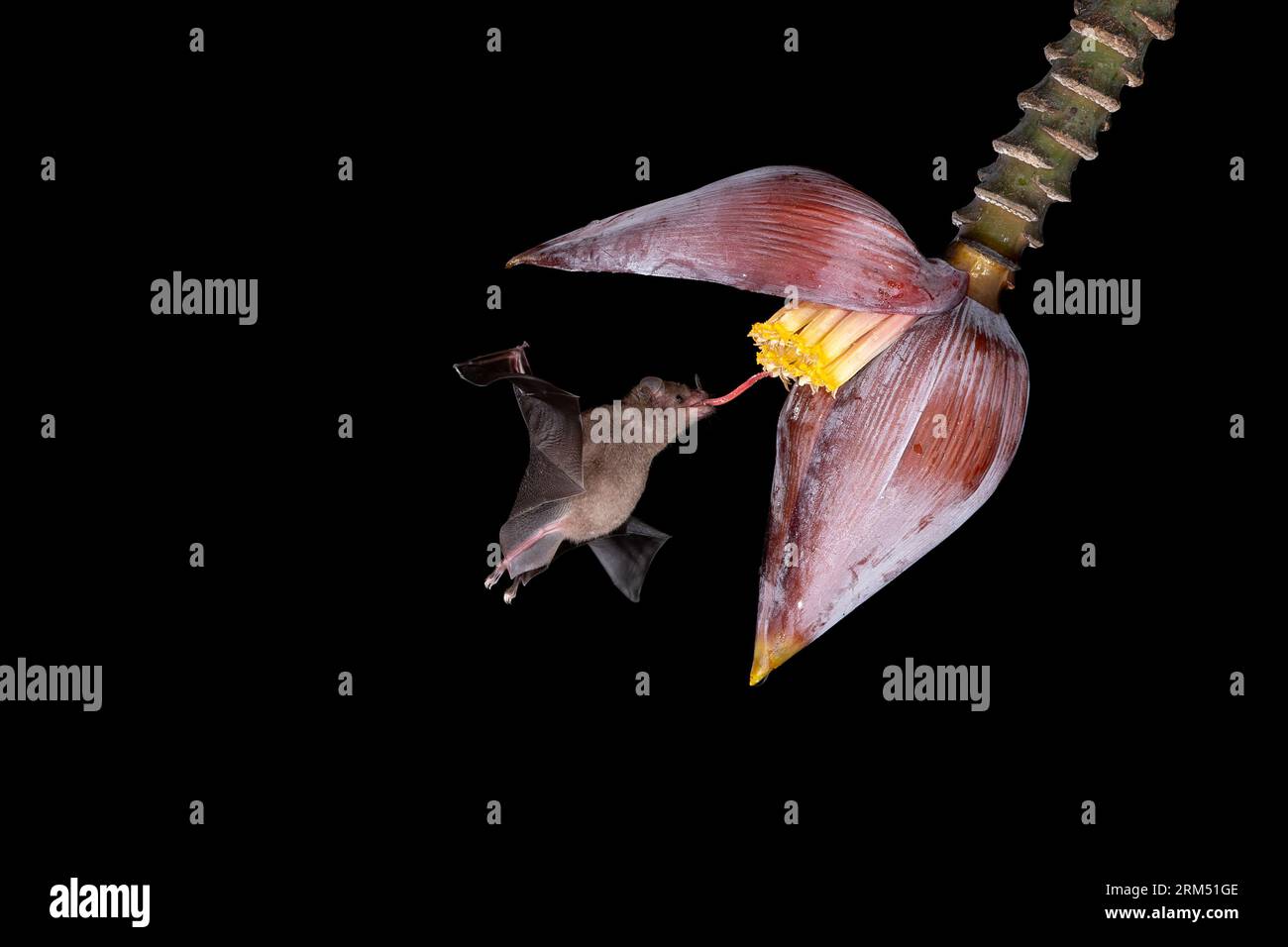 Nature's nocturnal pollinators, Leaf-nosed Bats sipping nectar from a ...