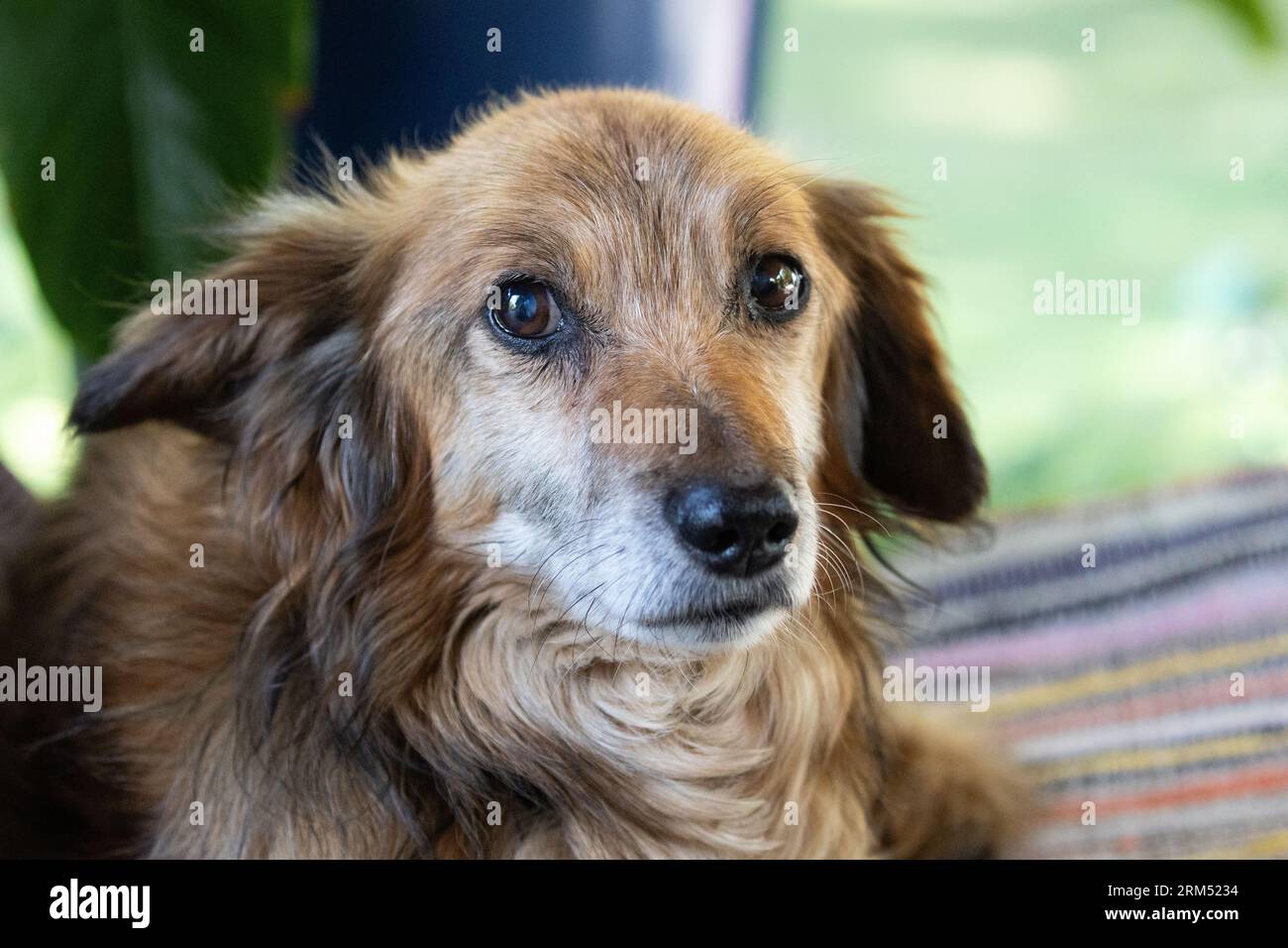 Portrait of a cute mongrel Stock Photo - Alamy