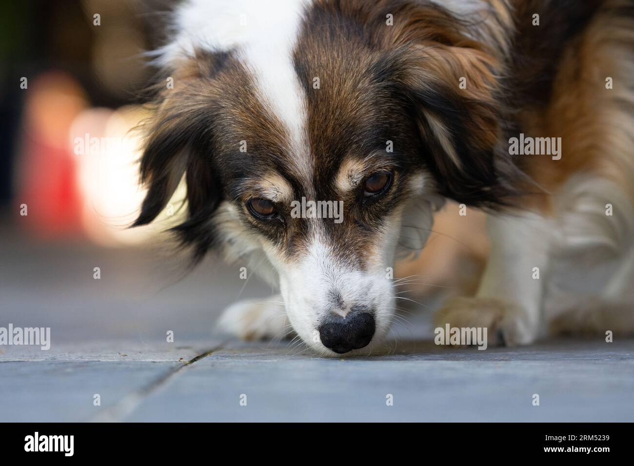 Portrait of a cute mongrel Stock Photo - Alamy