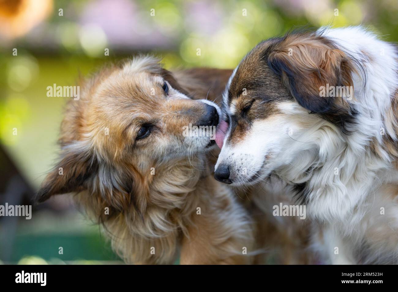 Mixed blood dogs hi-res stock photography and images - Alamy