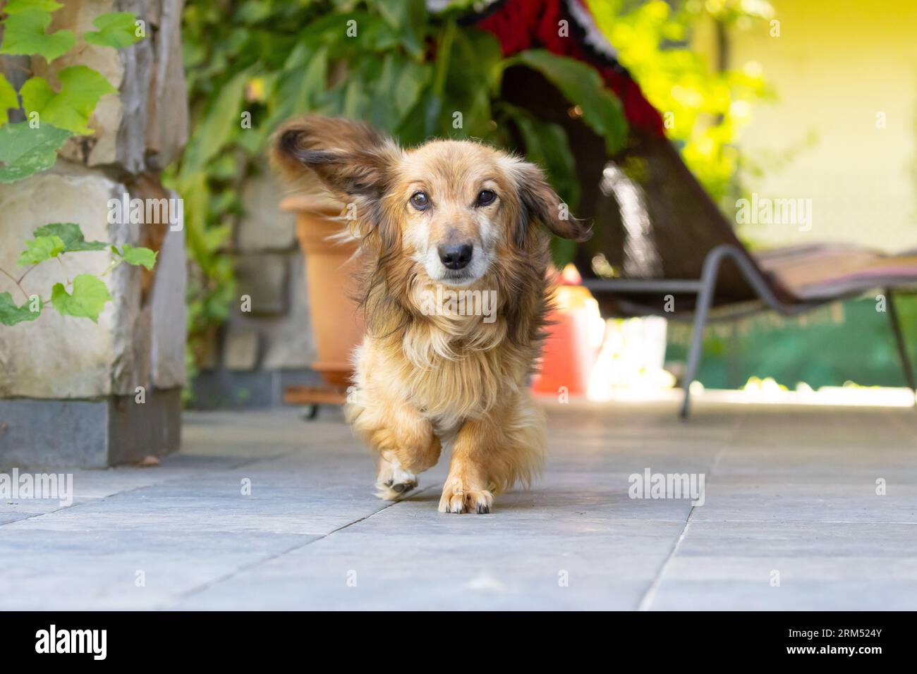 A cute little mongrel with a floppy ear runs towards the camera Stock ...
