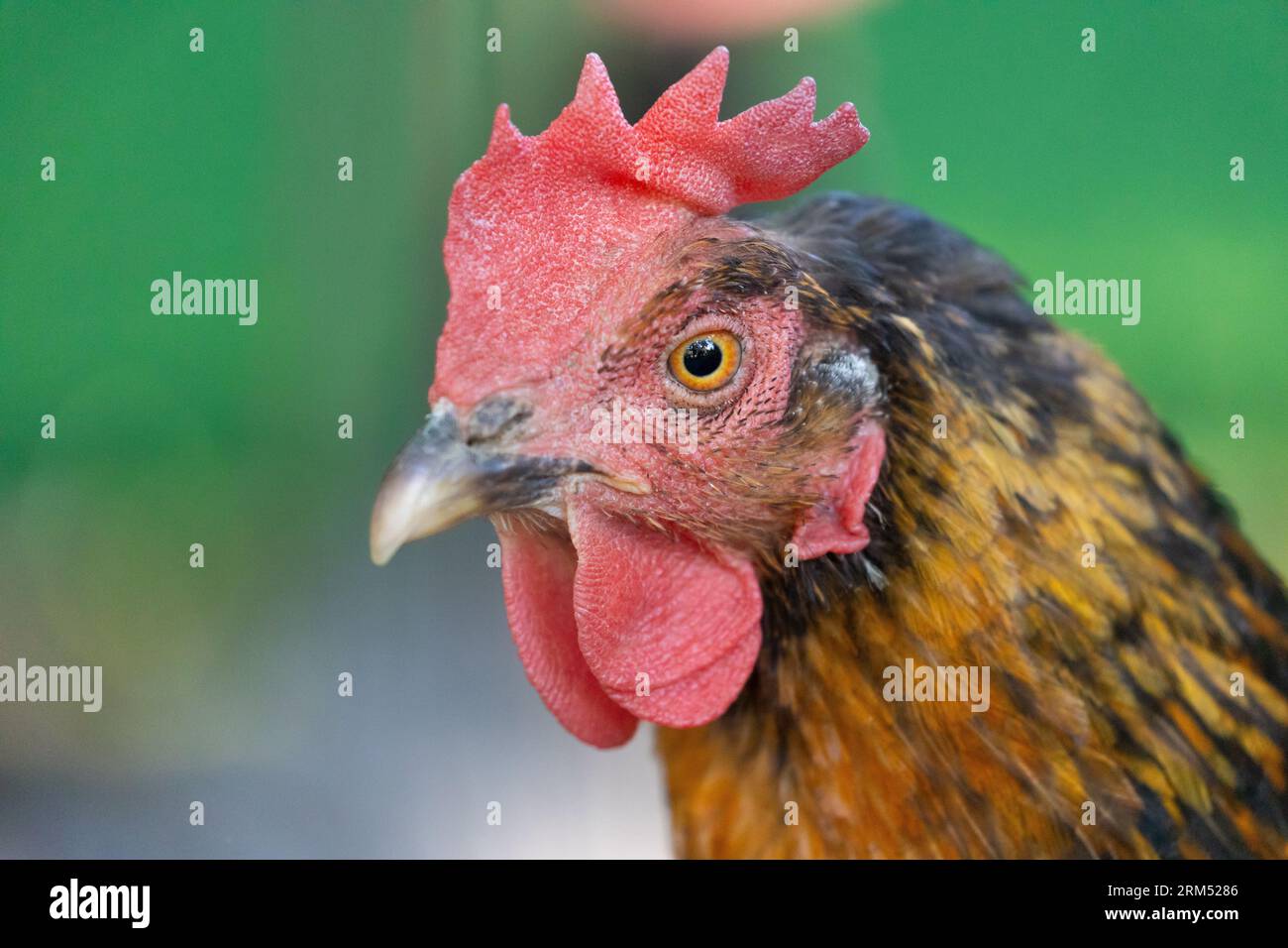 Portrait of a hen with a red comb on its head Stock Photo - Alamy