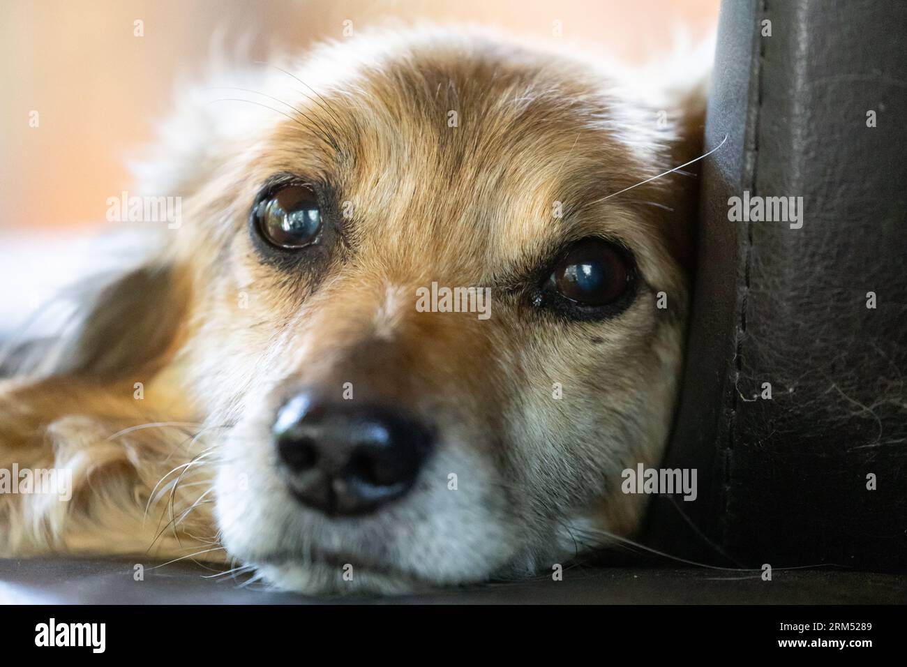 Portrait of a cute mongrel Stock Photo - Alamy
