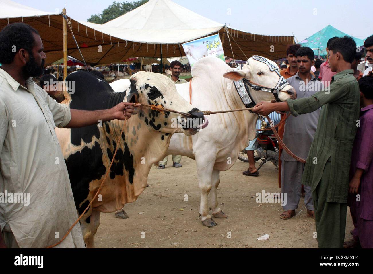 Vieh bulls hi-res stock photography and images - Alamy