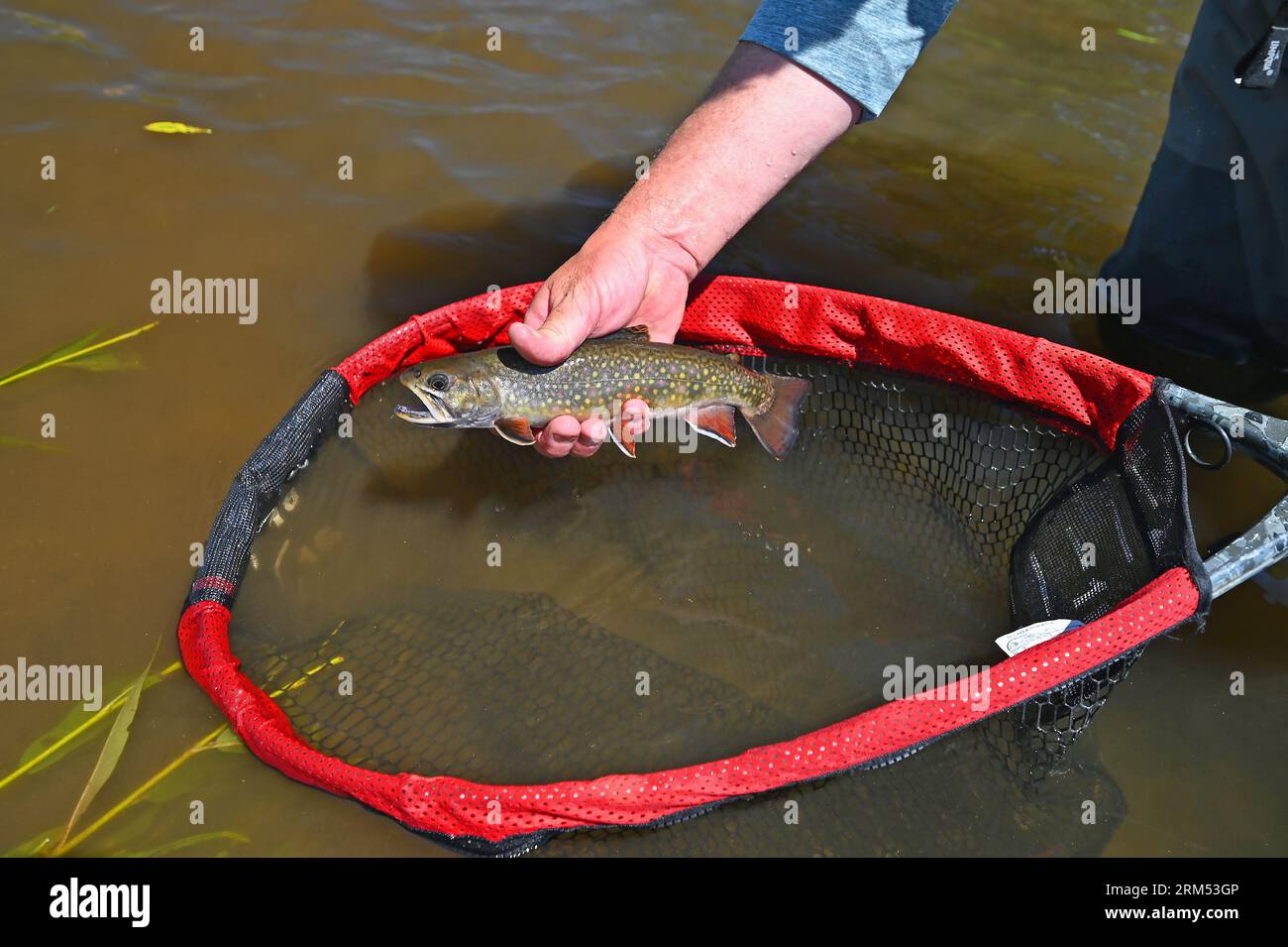 An angler lifts a large brook trout caught and released from the Fraser ...