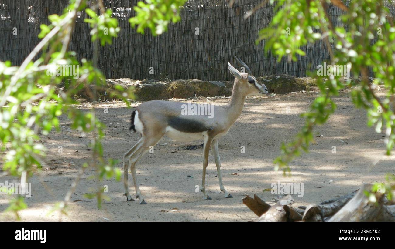 Los Angeles, California, USA 22nd August 2023 SpekeÕs Gazelle at LA Zoo ...