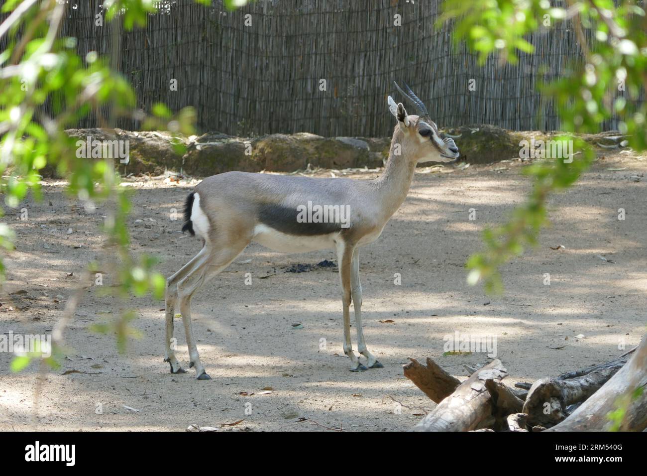 Los Angeles, California, USA 22nd August 2023 SpekeÕs Gazelle at LA Zoo ...