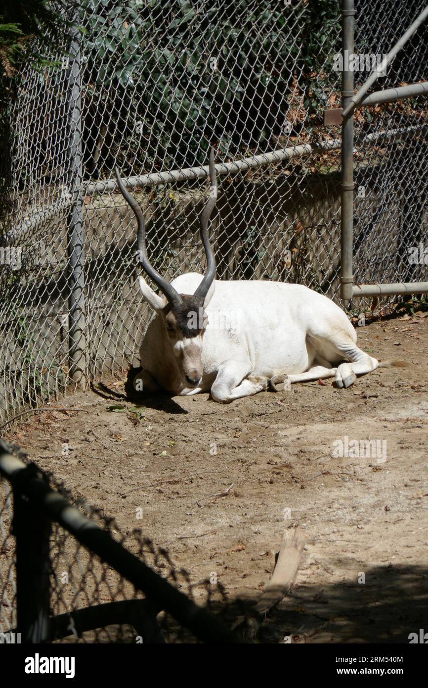 Los Angeles, California, USA 22nd August 2023 Addax at LA Zoo on August ...