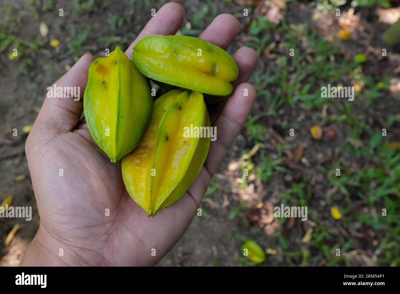 Hand holding fresh carambola or starfruit damaged by fruit fly Stock ...