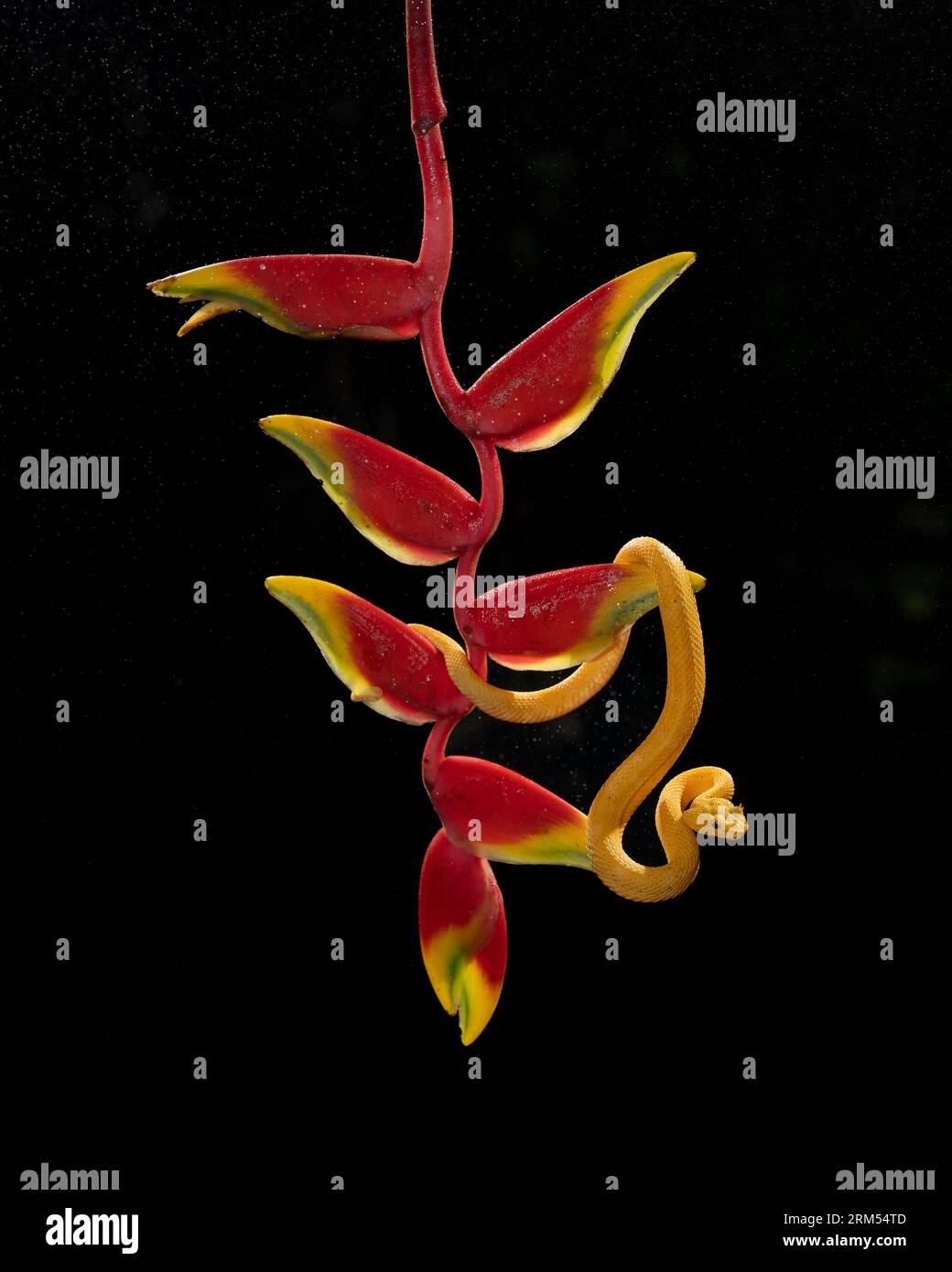 Eyelash Palm Pitviper, Bothriechis schlegelii, on Heliconia Flower ...