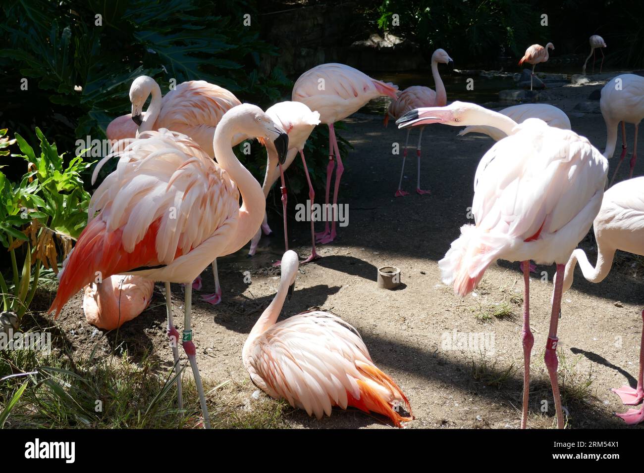 Los Angeles, California, USA 22nd August 2023 Flamingos at LA Zoo on ...