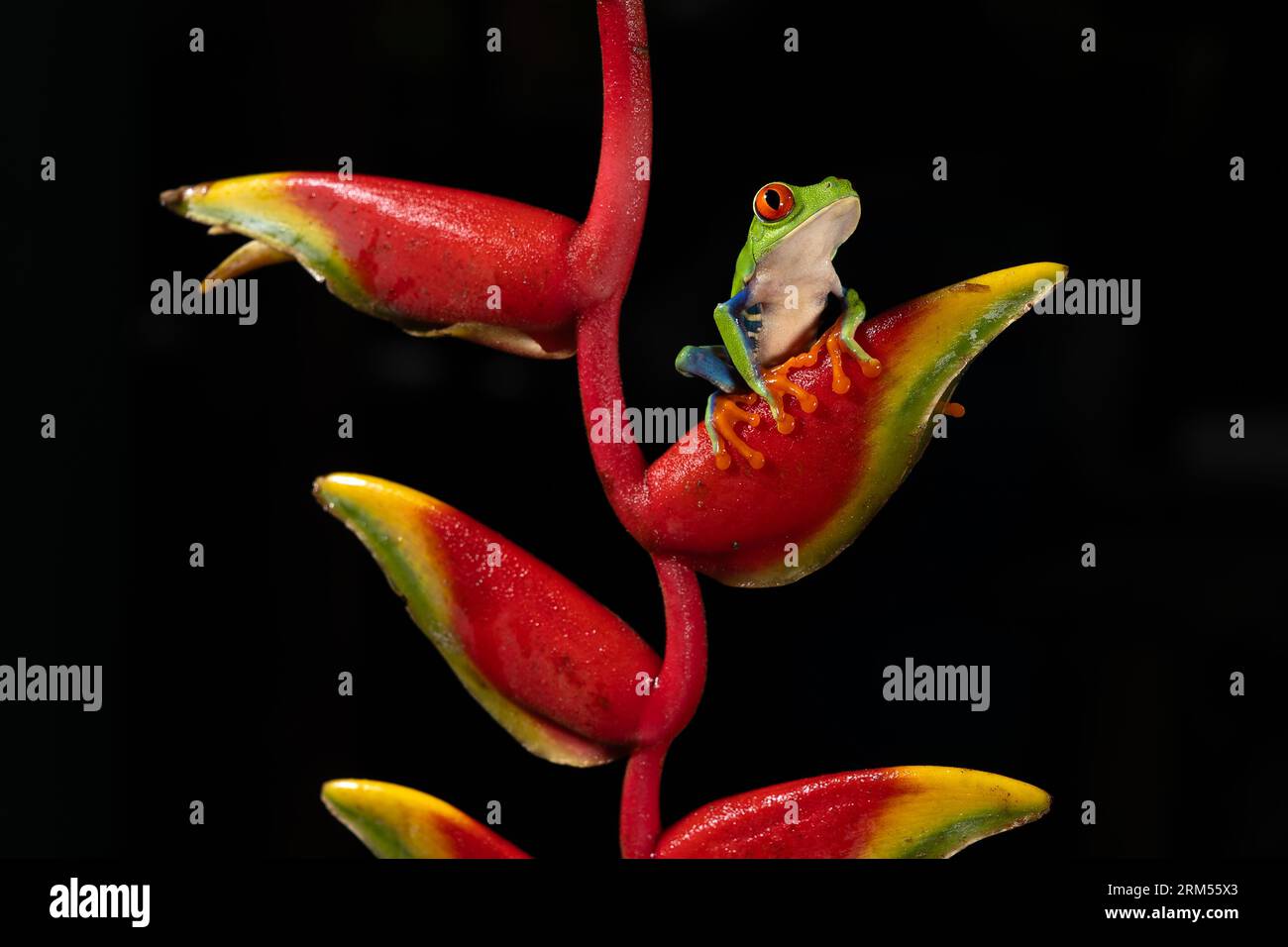 Red-Eyed Tree Frog, Agalychnis callidryas, on Wild Plantain Flower in ...