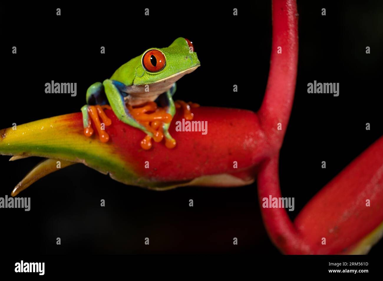 Red eyed tree frog on plantain flower hi-res stock photography and ...