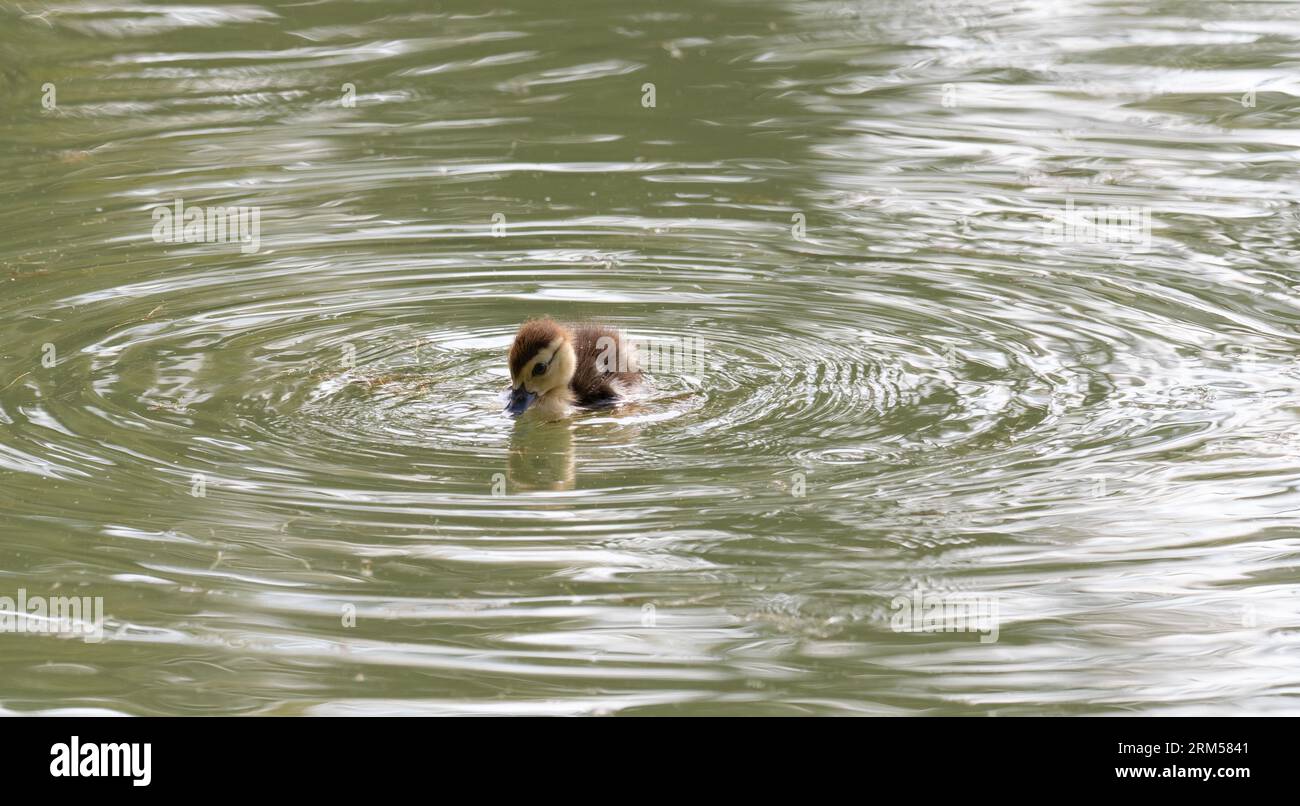 Tiny Muscovy or Creole duckling floating in a pond with green water ...