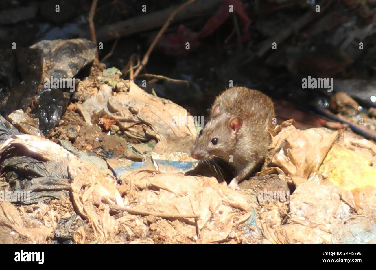 Rattenplage hi-res stock photography and images - Alamy