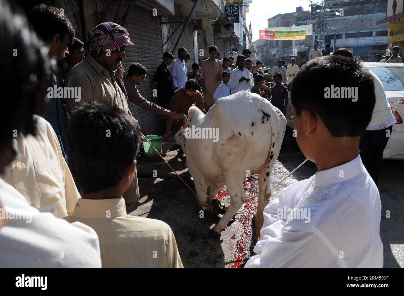 Muslims slaughter cattle hi-res stock photography and images - Alamy