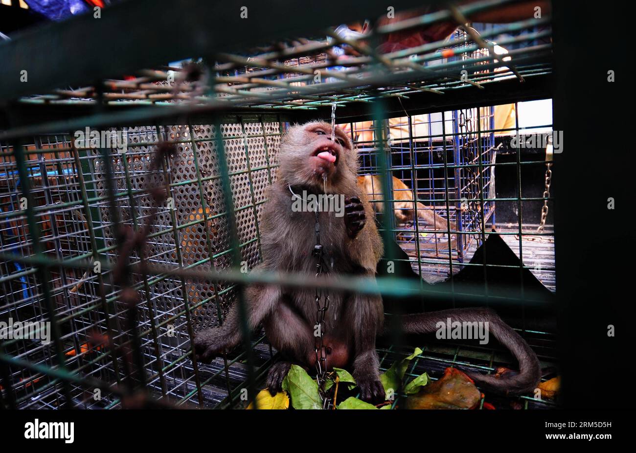 Practice cage hi-res stock photography and images - Alamy