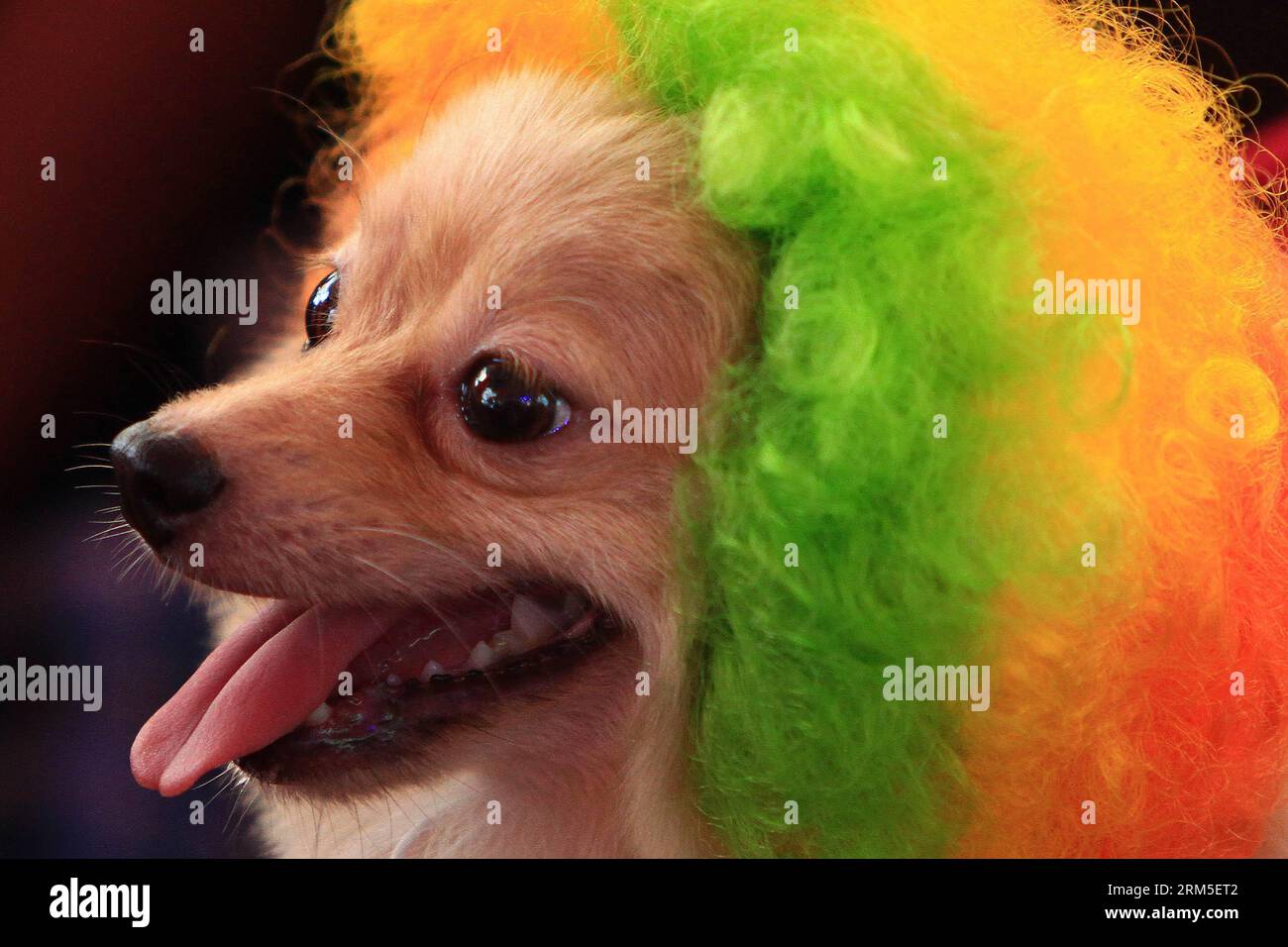 Dog dressed as clown hi-res stock photography and images - Alamy