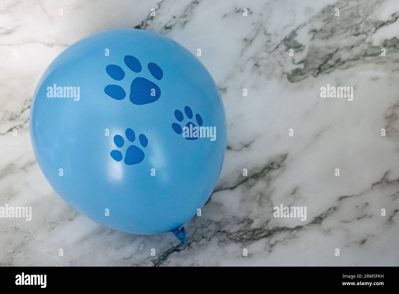 Natural lighted, daytime photoshoot of paw printed balloons against a ...