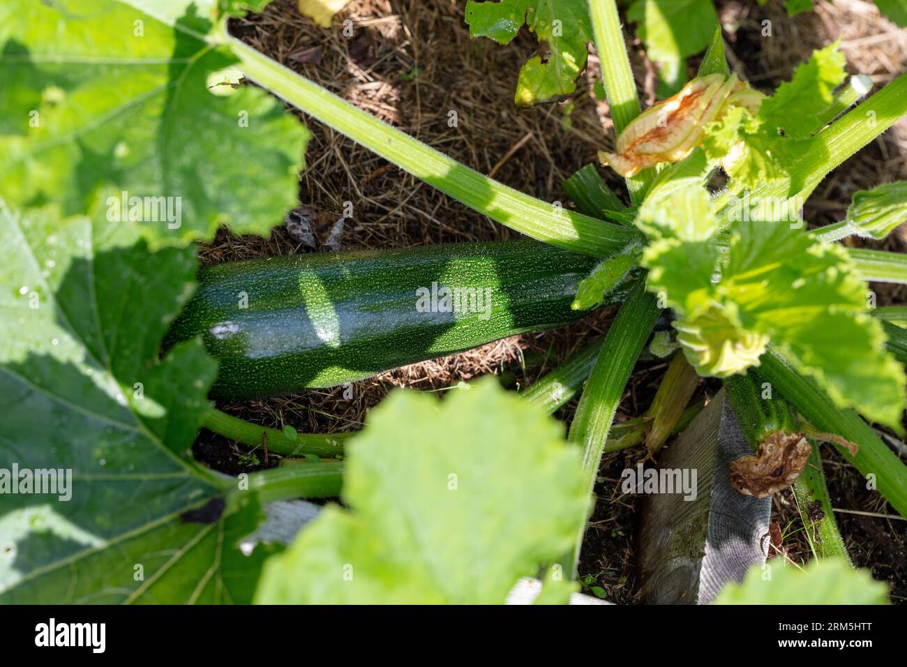 'Diamant F1' Summer Squash, Sommarsquash (Cucurbita pepo Stock Photo ...