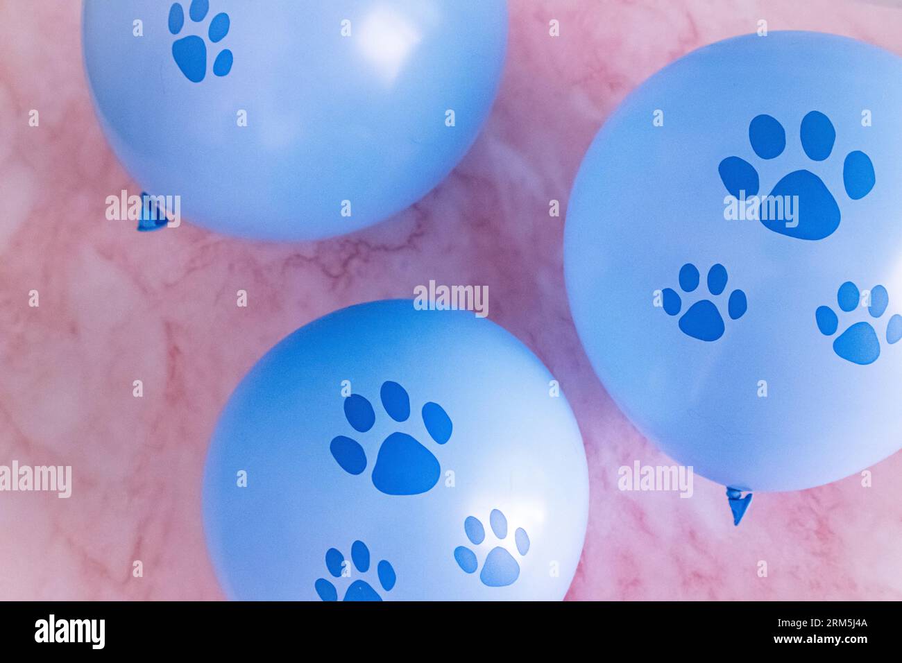 Natural lighted, daytime photoshoot of paw printed balloons against a ...