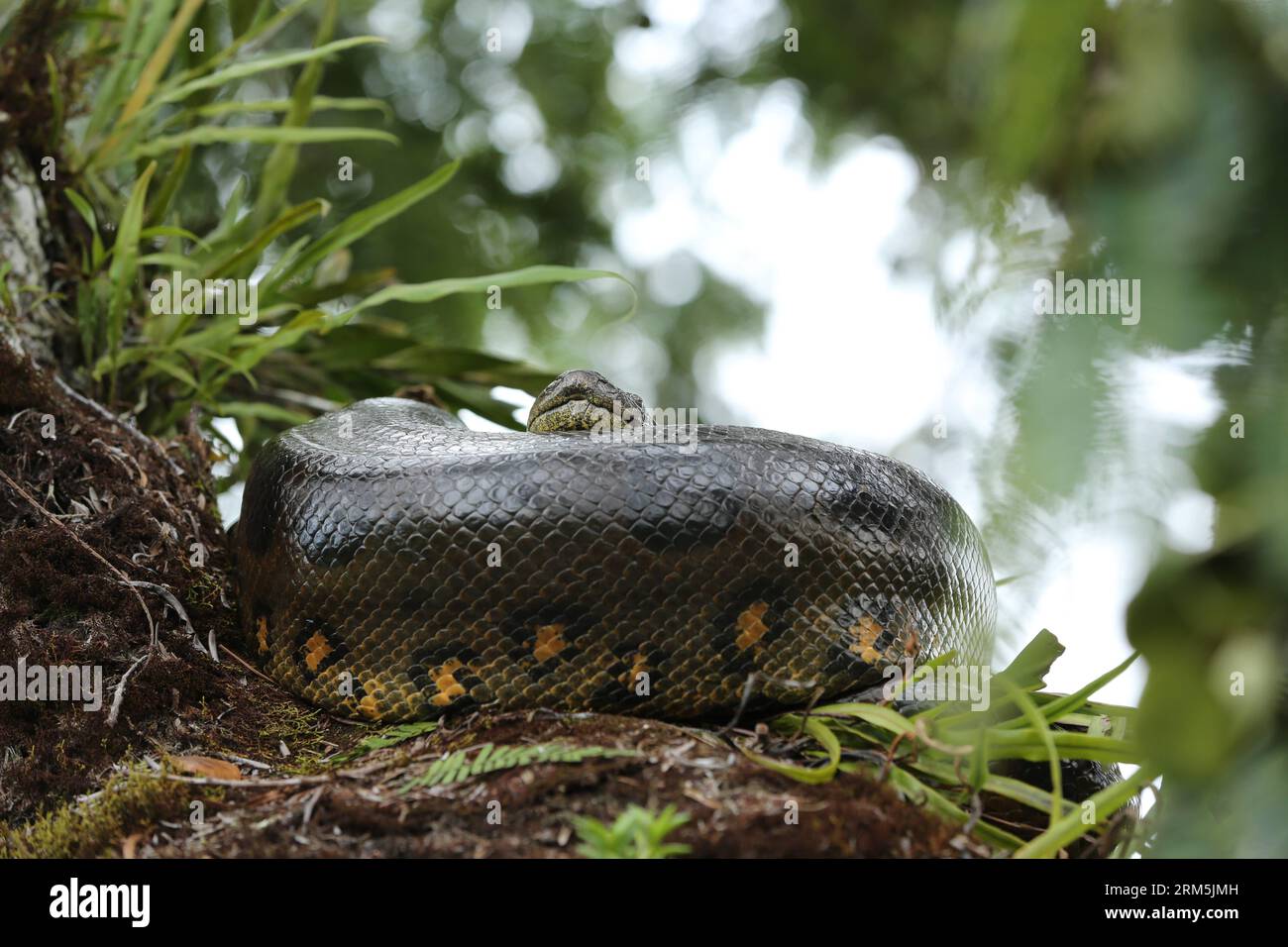 Python characteristics hi-res stock photography and images - Alamy