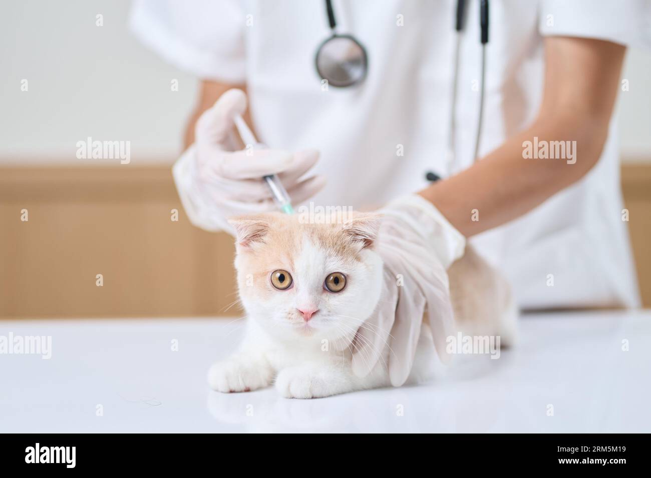 Asian veterinarian giving an injection to a kitten Stock Photo - Alamy