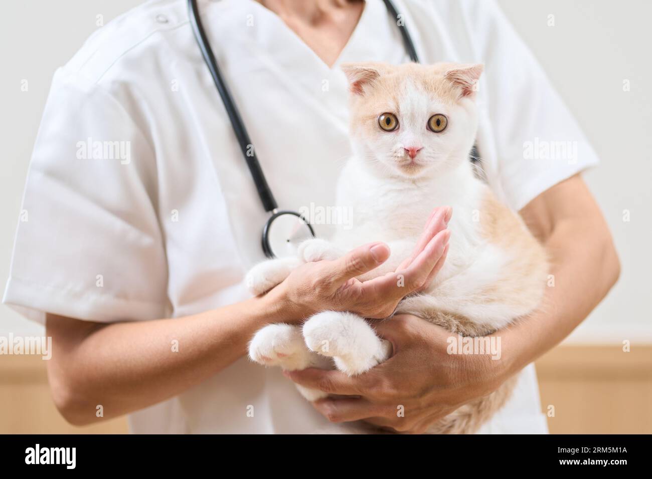 Asian veterinarian holding a kitten Stock Photo - Alamy