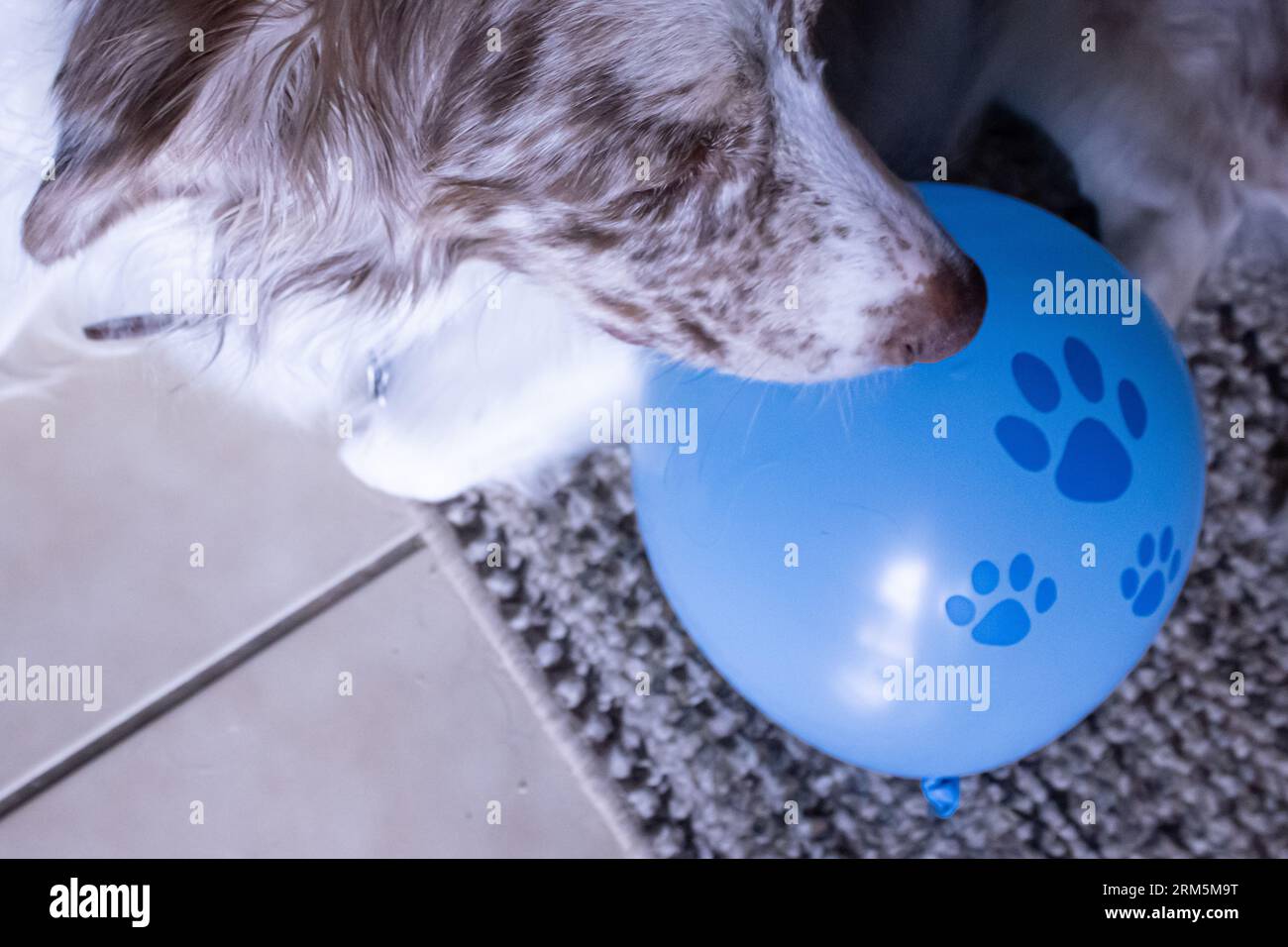 Adorable dog baby and balloon Stock Photo - Alamy