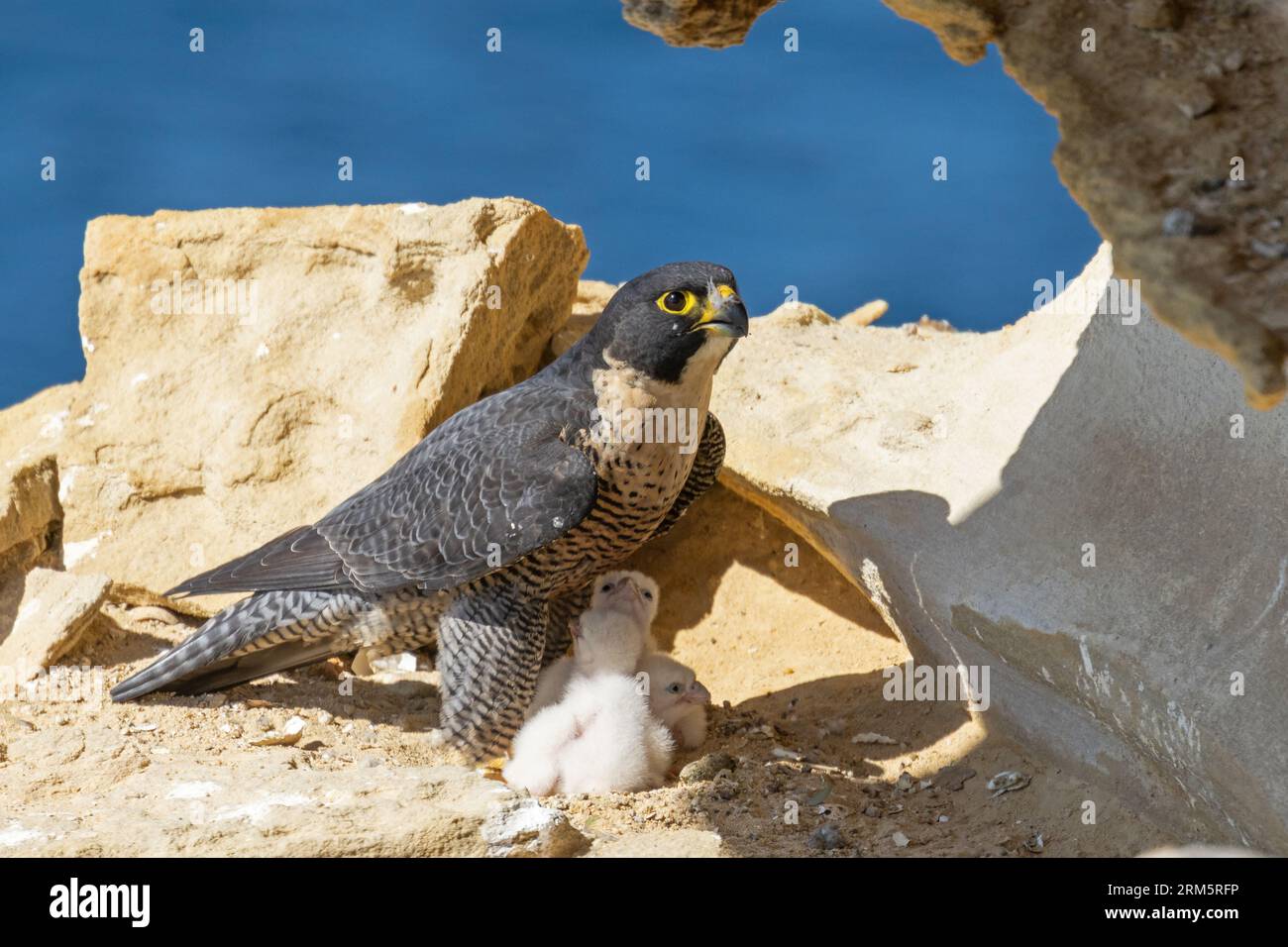 Australian Peregrine Falcon and chicks at nest Stock Photo - Alamy
