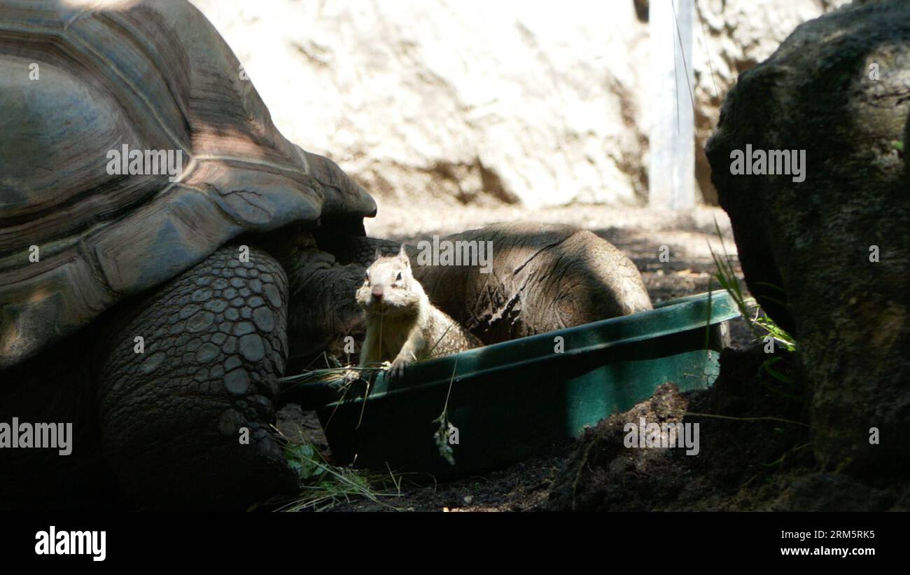 Los Angeles, California, USA 25th August 2023 Aldabra Tortoises and ...