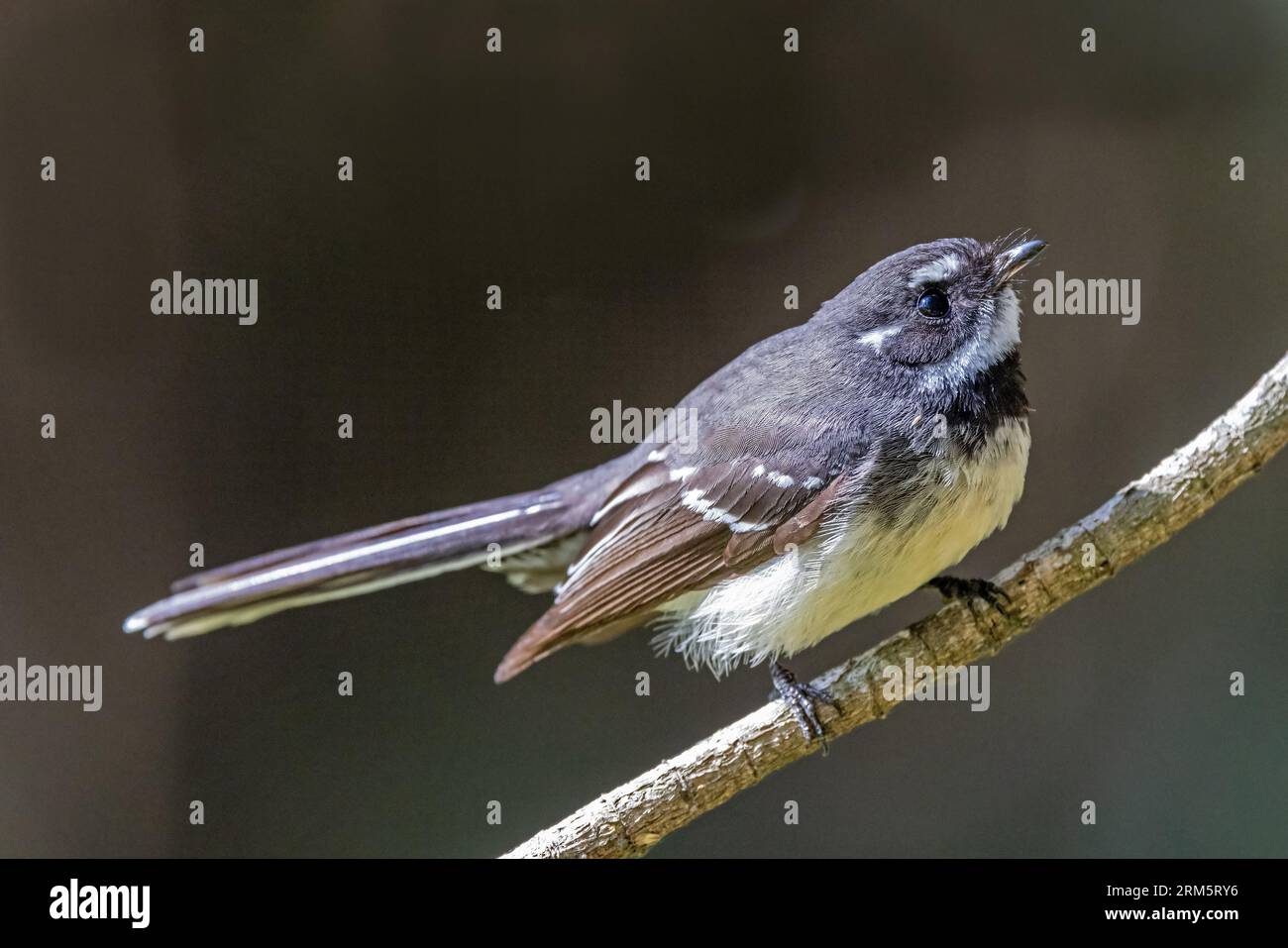 Australian fantail hi-res stock photography and images - Alamy