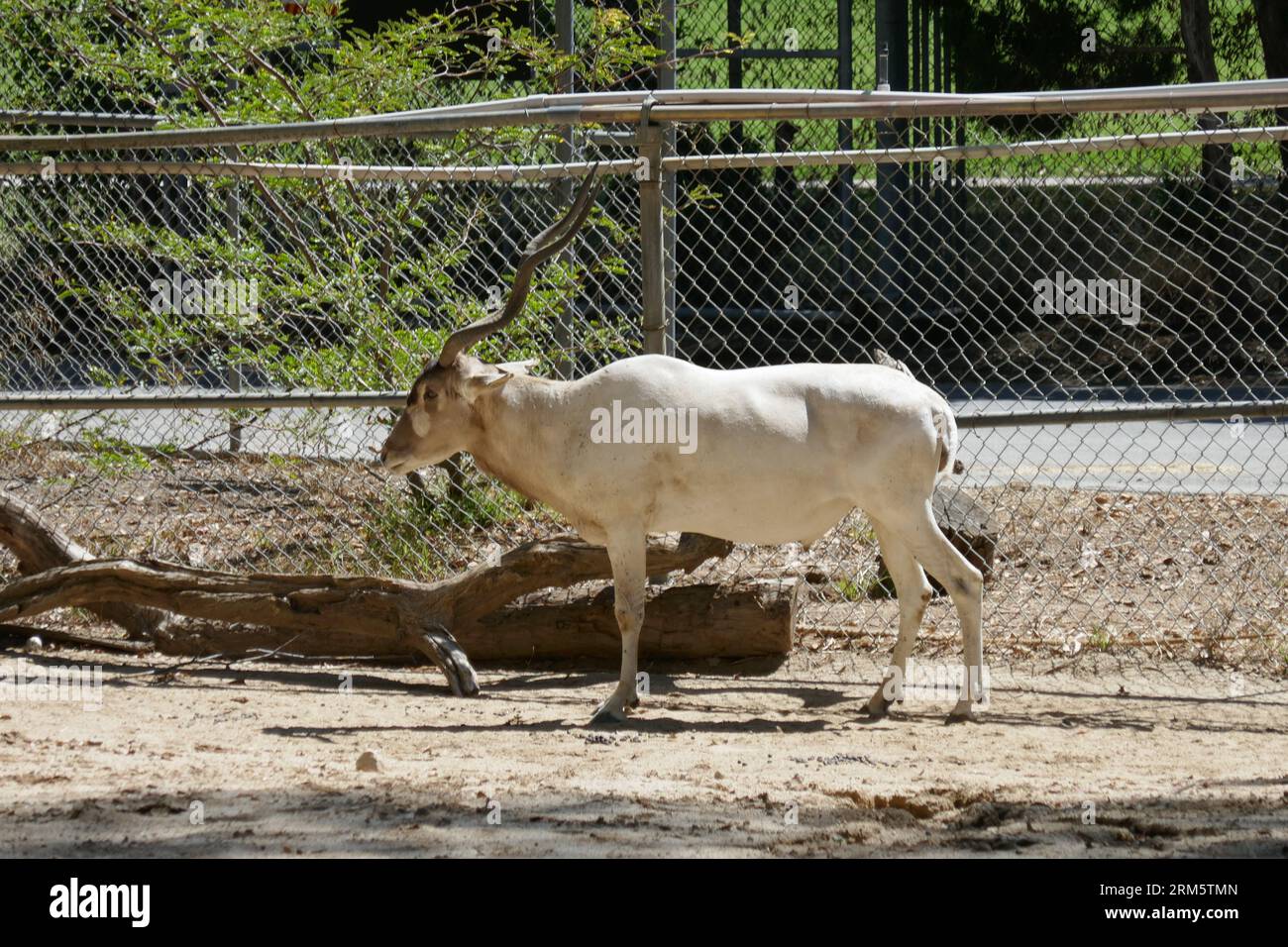 Los Angeles, California, USA 25th August 2023 Addax at LA Zoo on August ...