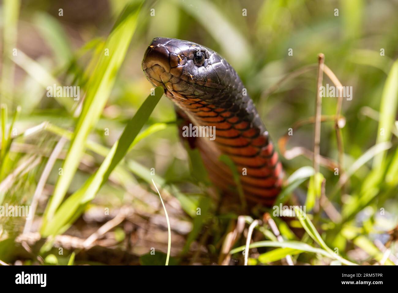 Australian Red-bellied Black Snake holding head up Stock Photo - Alamy