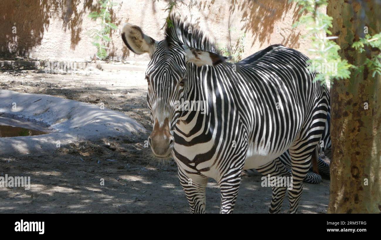 Los Angeles, California, USA 25th August 2023 GrevyÕs Zebras at LA Zoo ...