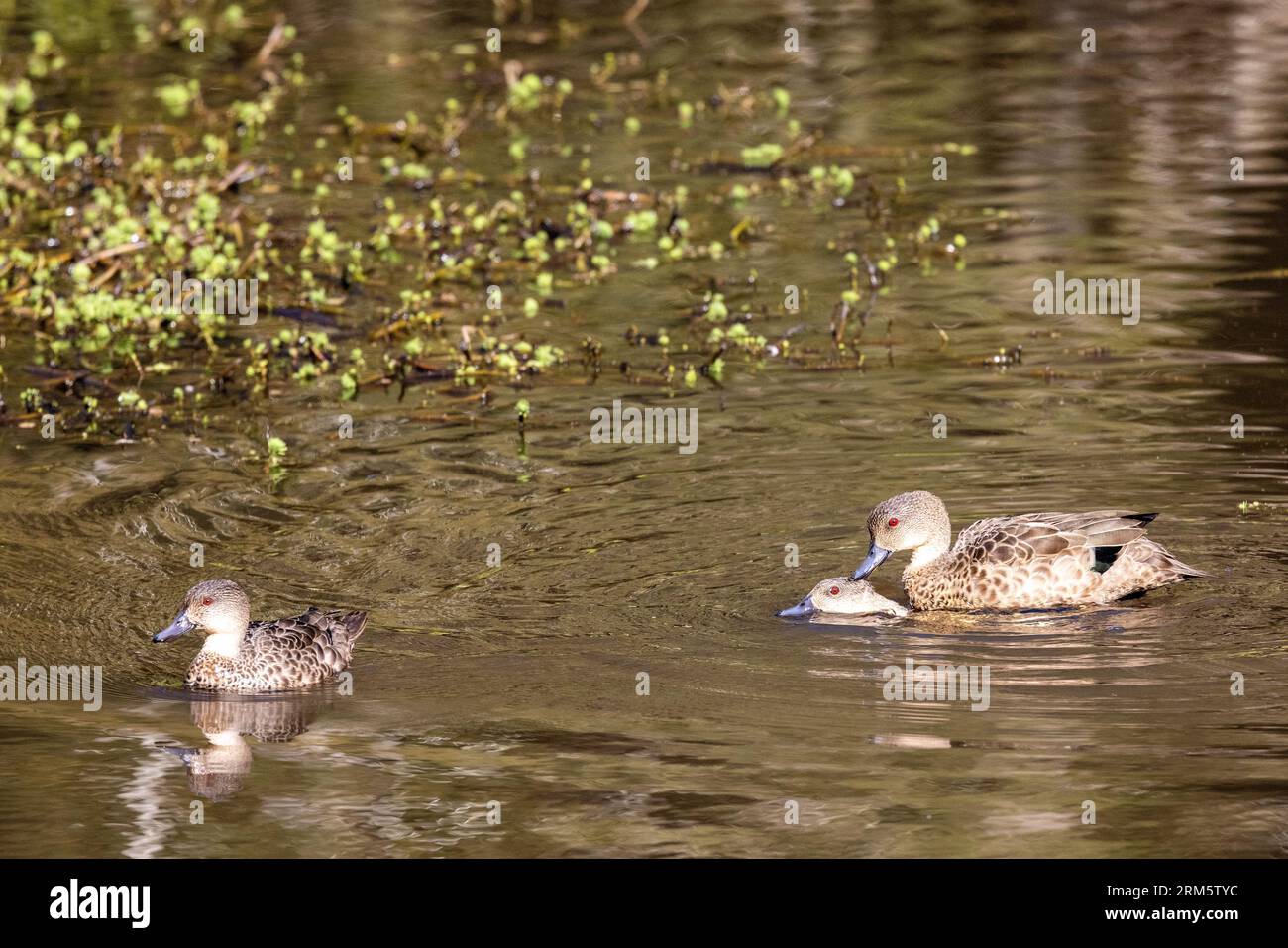 Australian Grey Teal pair mating Stock Photo - Alamy