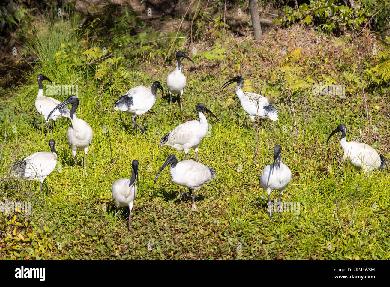 Australian White Ibis foraging in marsh land Stock Photo - Alamy