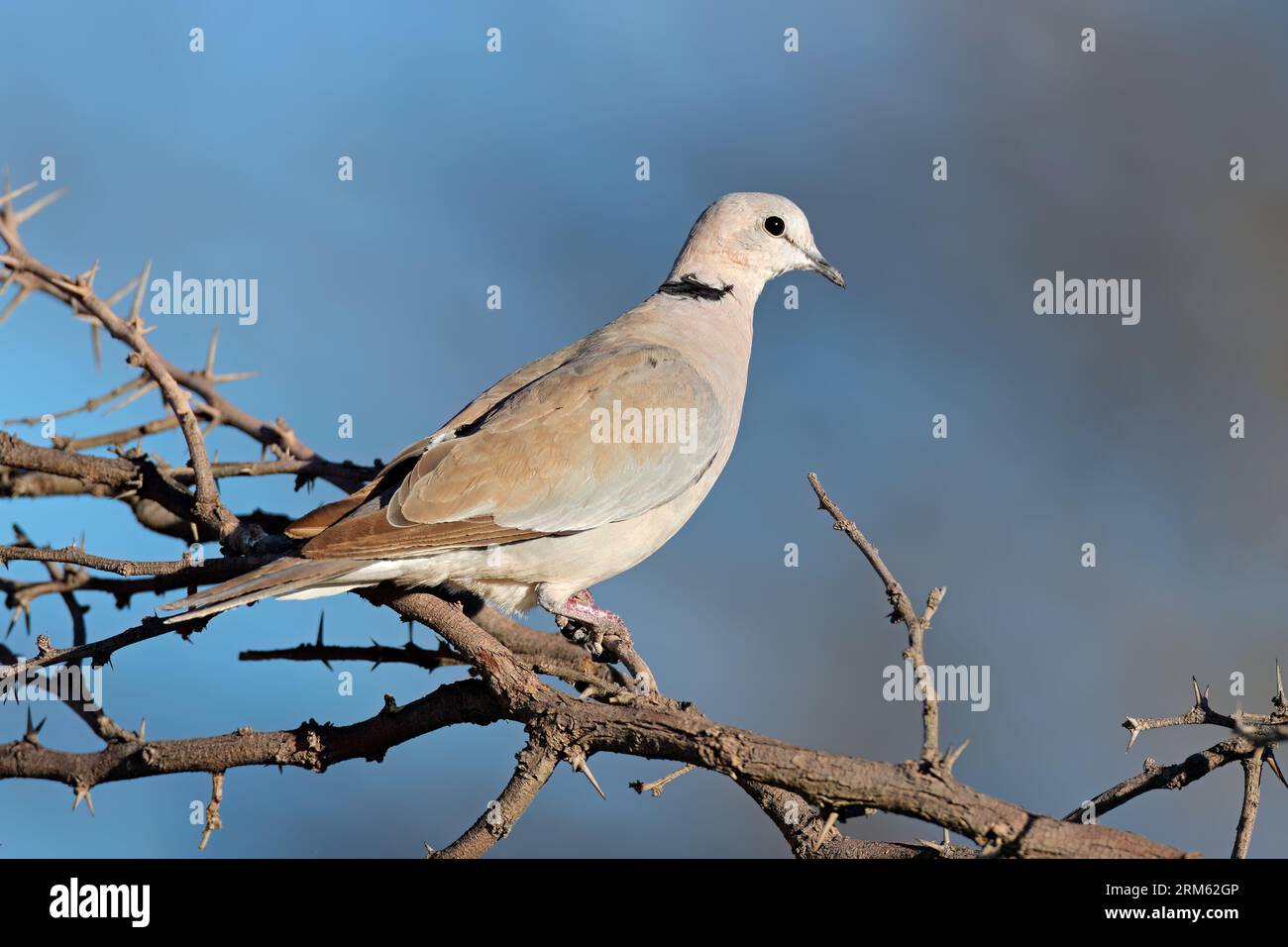 A Cape turtle dove (Streptopelia capicola) perched on a branch, South ...