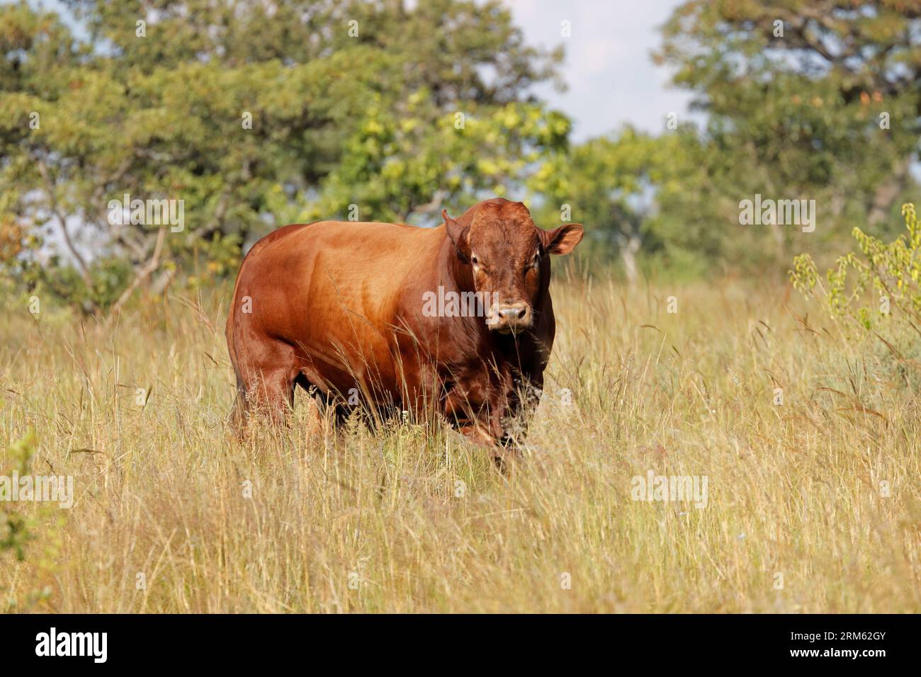 A free-range bull in native grassland on a rural farm, South Africa ...